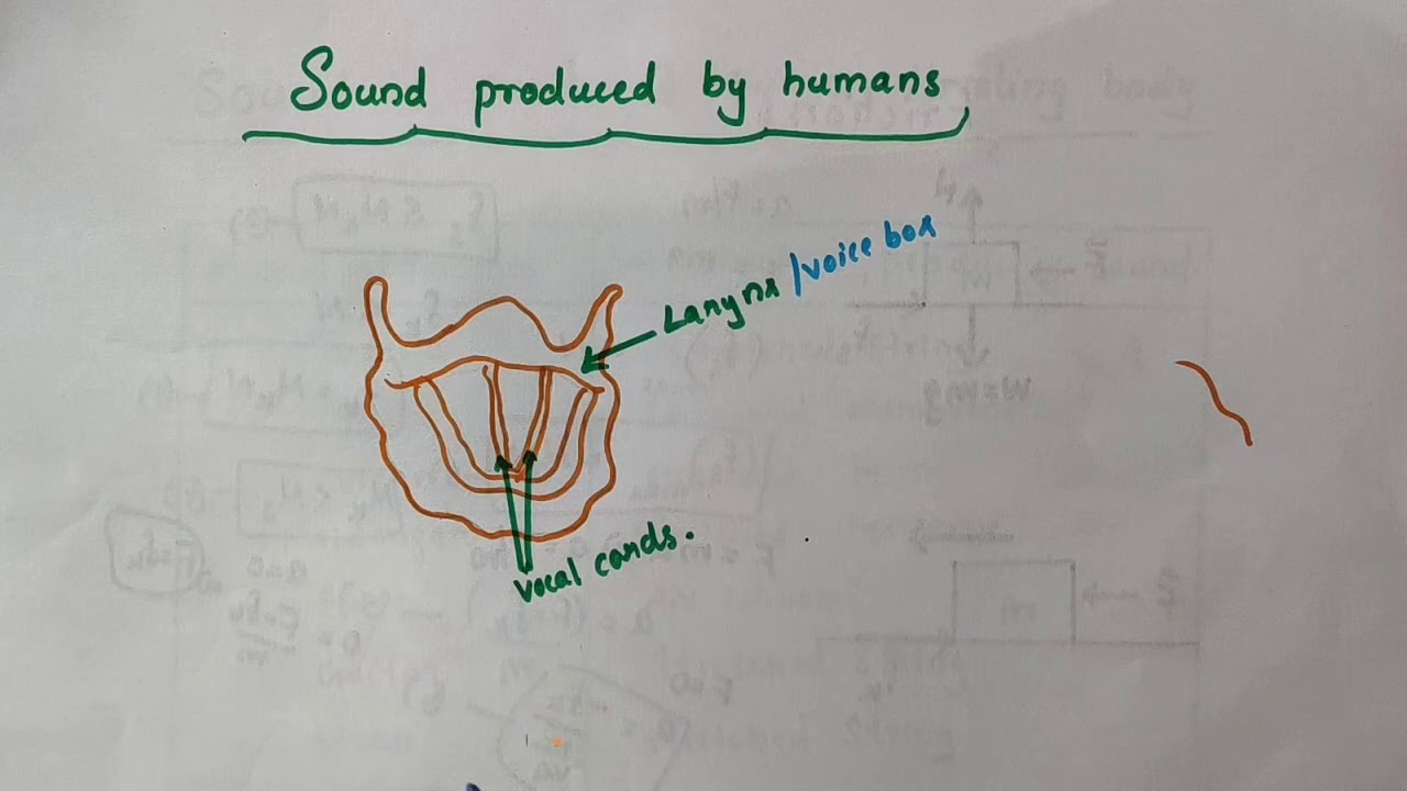 Sound produced by humans // Class 8 Physics // Chapter Sound - YouTube