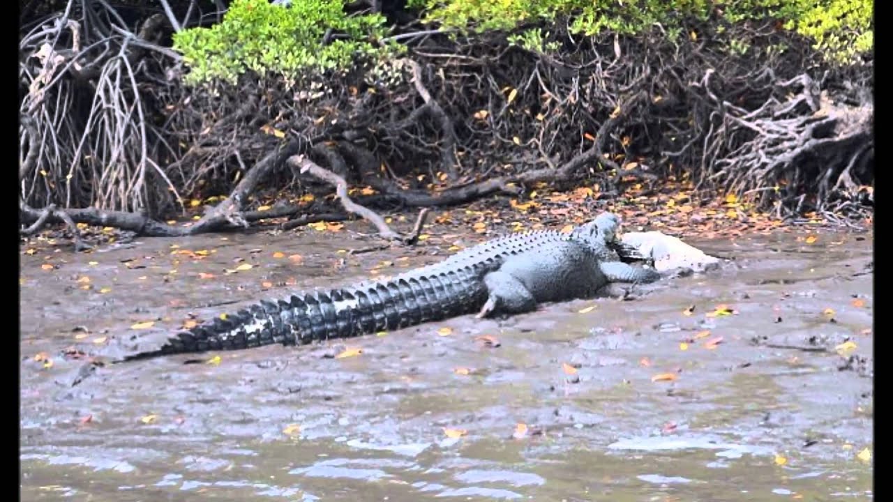 Cannibal Crocodile on Melville Island, Australia - YouTube