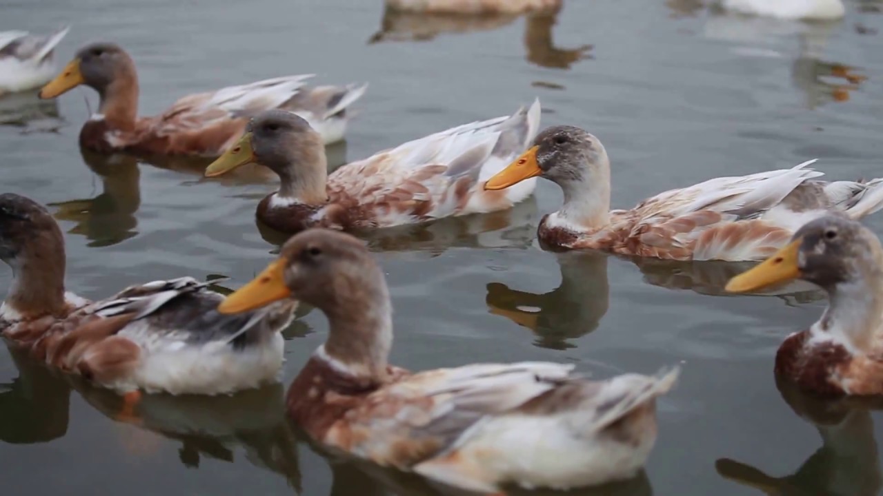 Breezy Bird Waterfowl in the pond - YouTube
