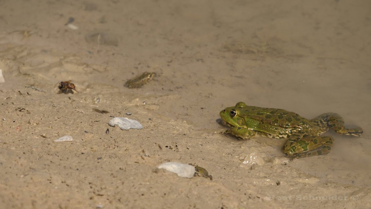 Frosch beim Jagen / Frog hunting - YouTube