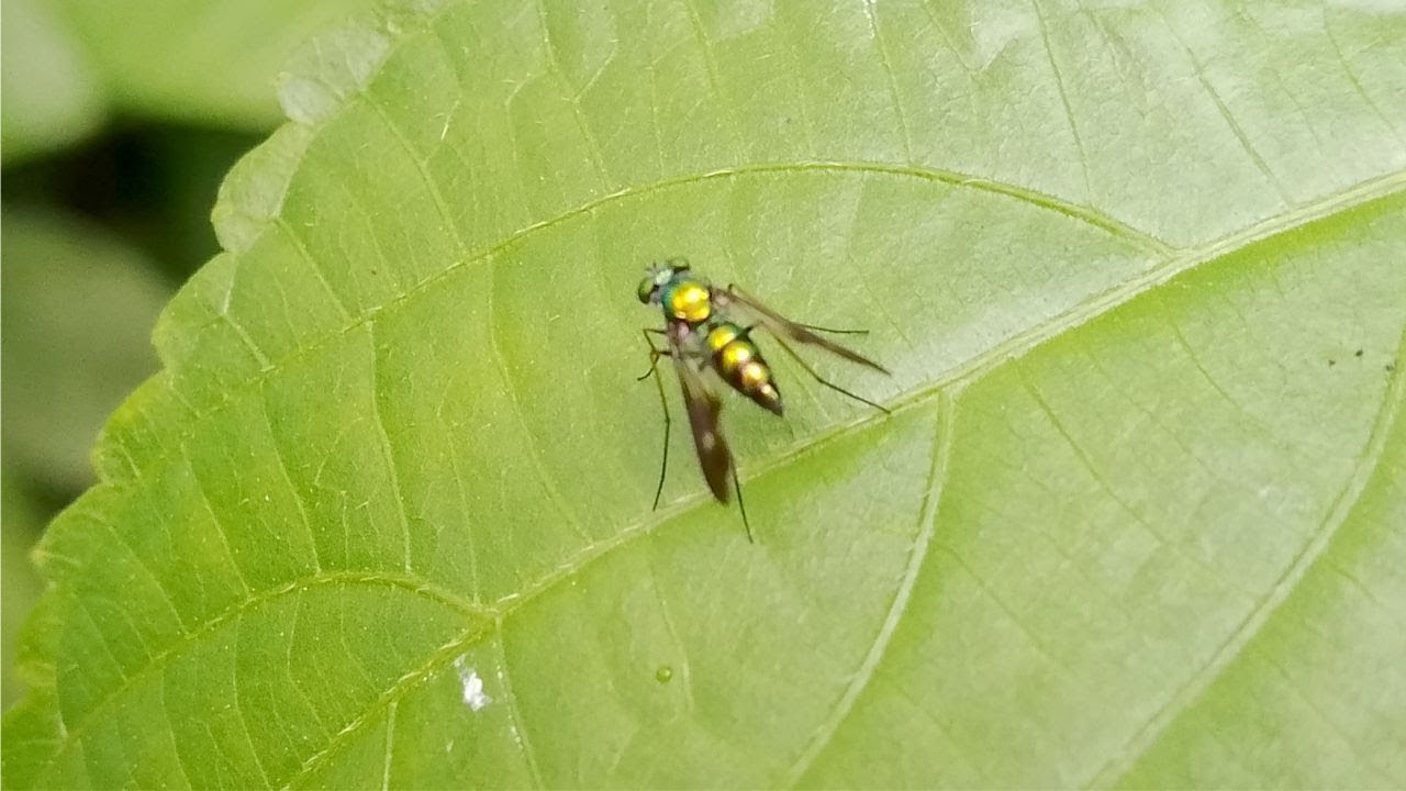 “Mosca de patas largas” (género ‘Condylostylus’) - YouTube