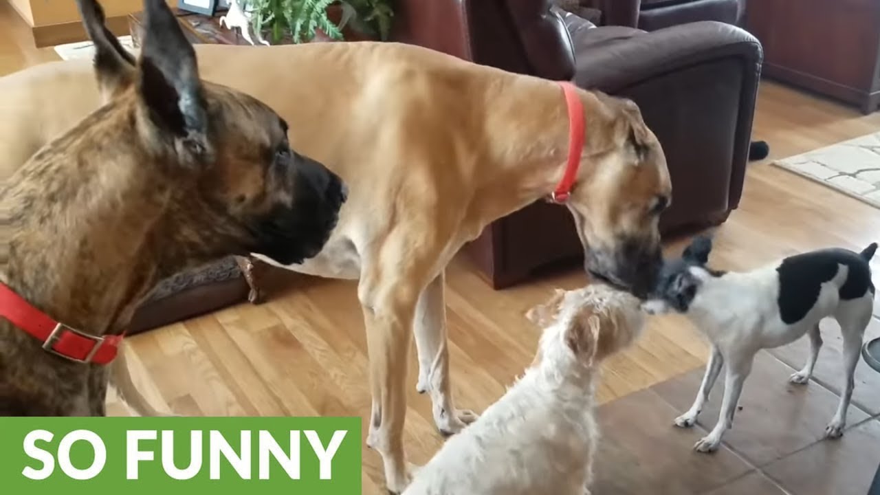 House full of dogs all howl simultaneously - YouTube