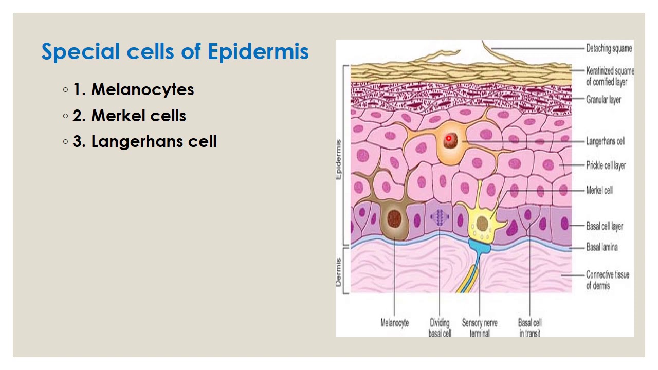 Histology of Integumentary system I - YouTube
