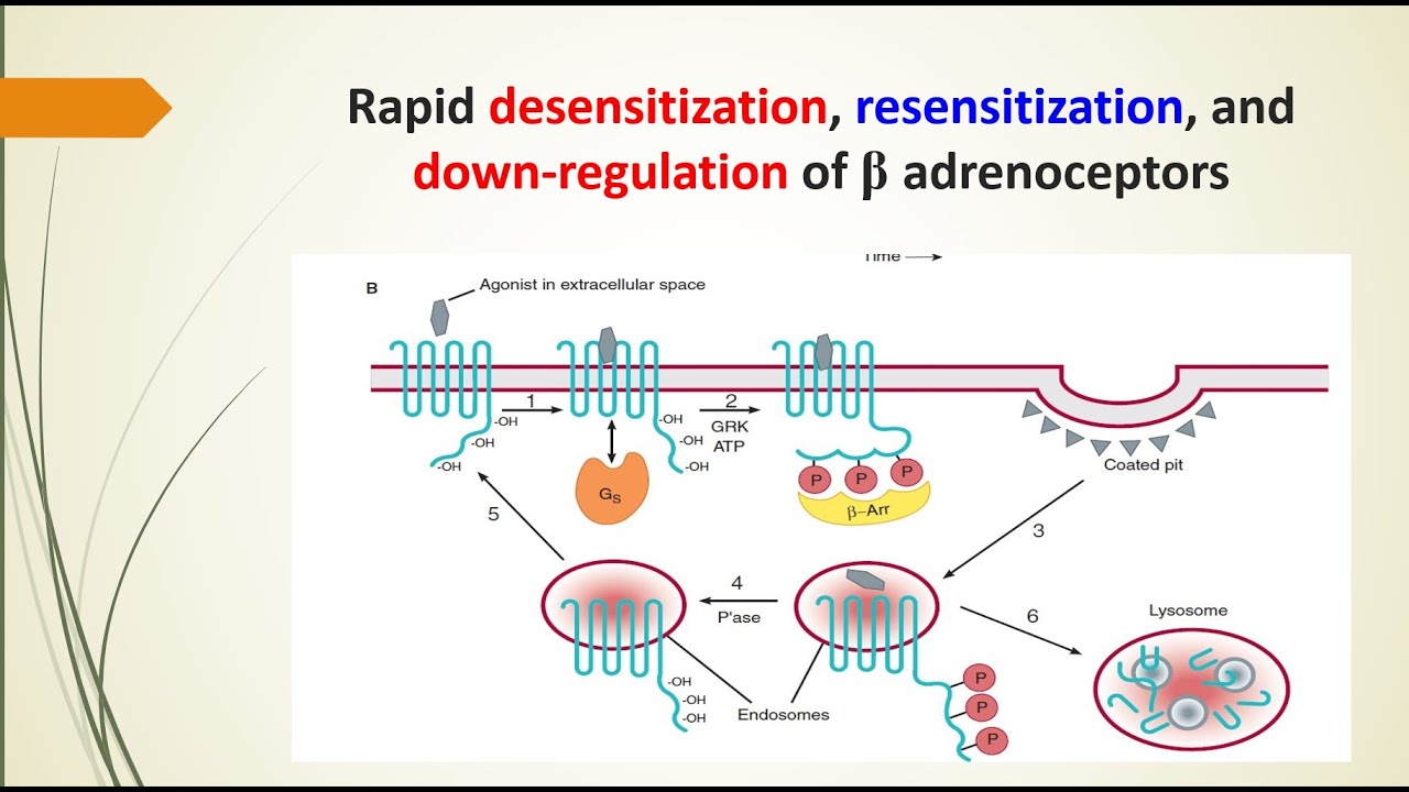 General Pharmacology | Desensitization, Resensitization & Down ...