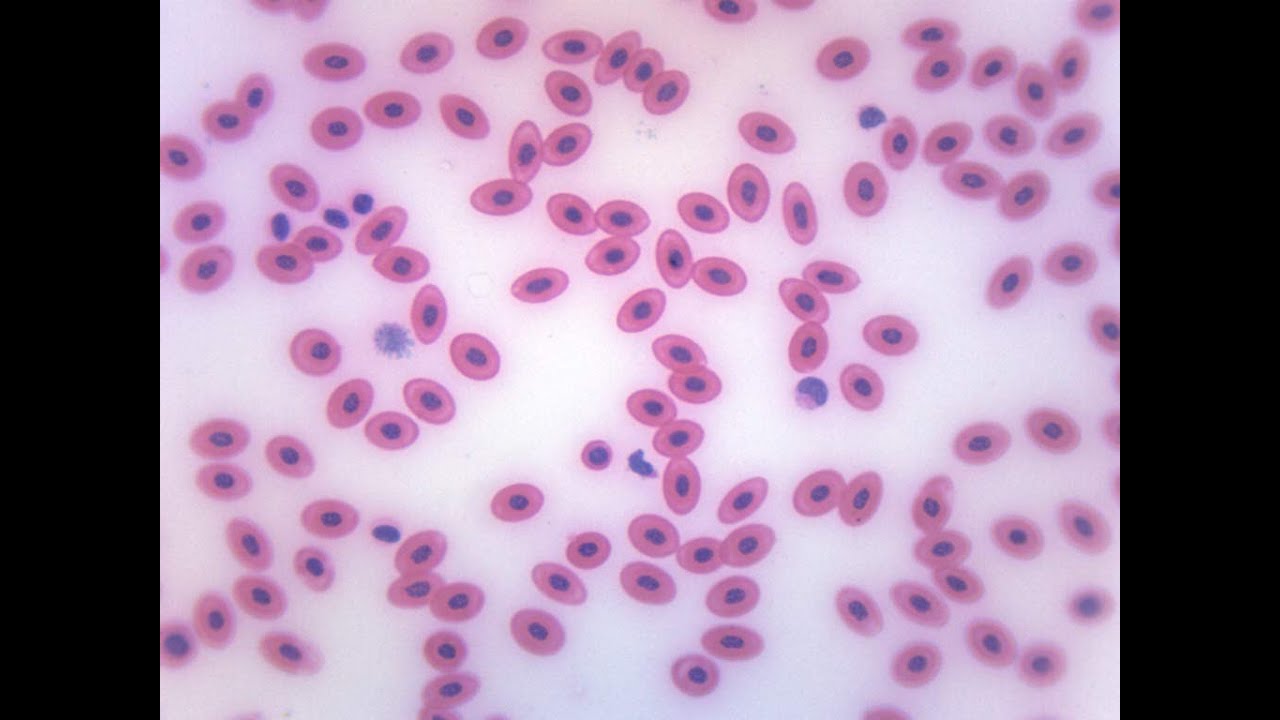 Frog Blood under the Microscope - YouTube
