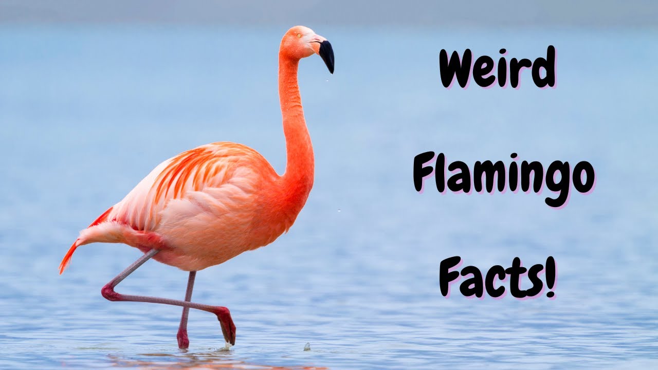 Weird Flamingo Facts You Never Knew Existed - Prepare to Be Amazed ...