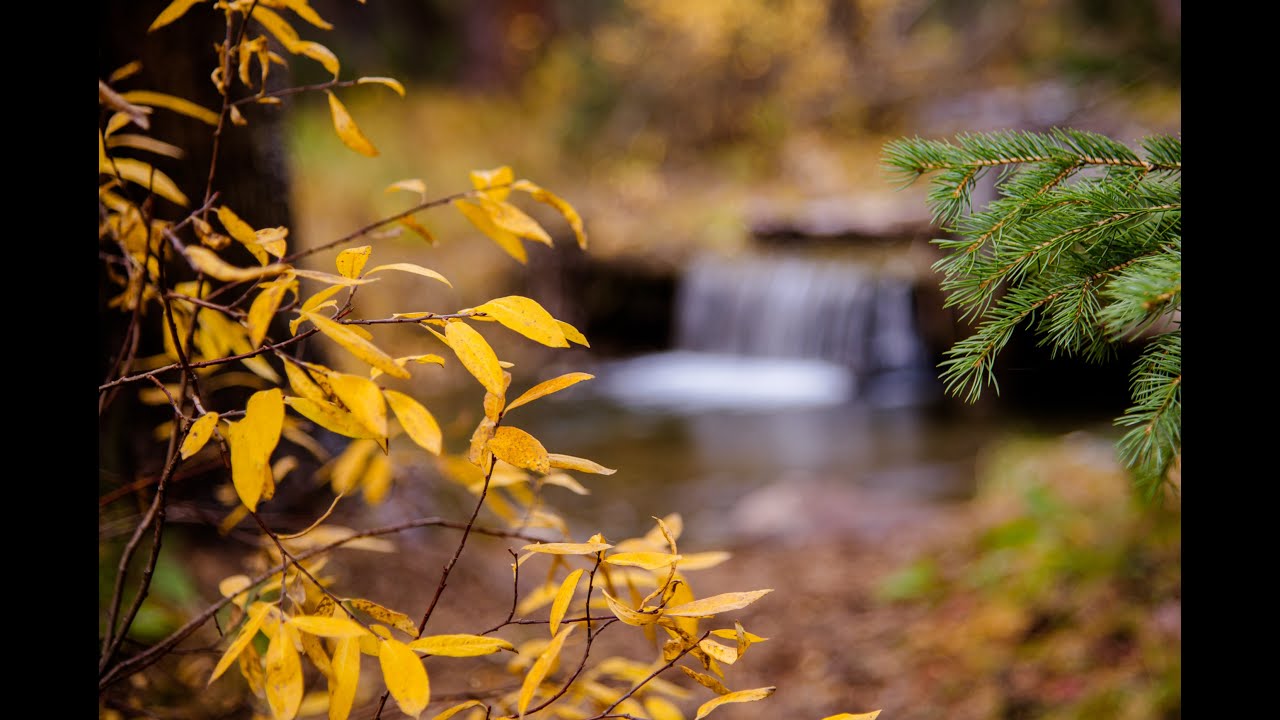 Nature Sounds & Tranquil Scenes: Colorado Wilderness in Fall - YouTube