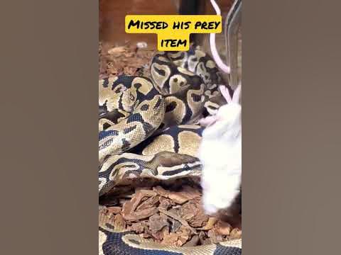 Ball Python Strike - YouTube