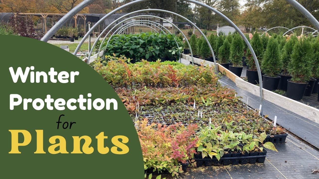 Nursery Tutorials Part 2: Overwintering plants - COLD weather plant ...