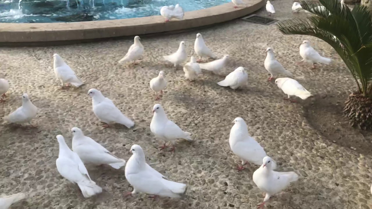Pigeon 😘 wonderful Gods creation - YouTube