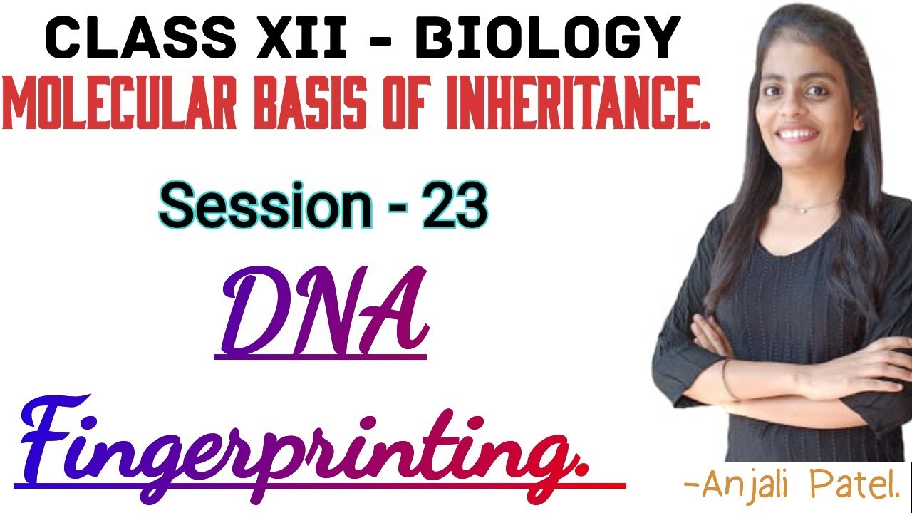 Class XII Biology - Molecular basis of inheritance -DNA Fingerprinting ...