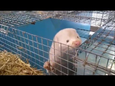 Ferma Norek - Norka Amerykańska (Polish mink farm) - YouTube