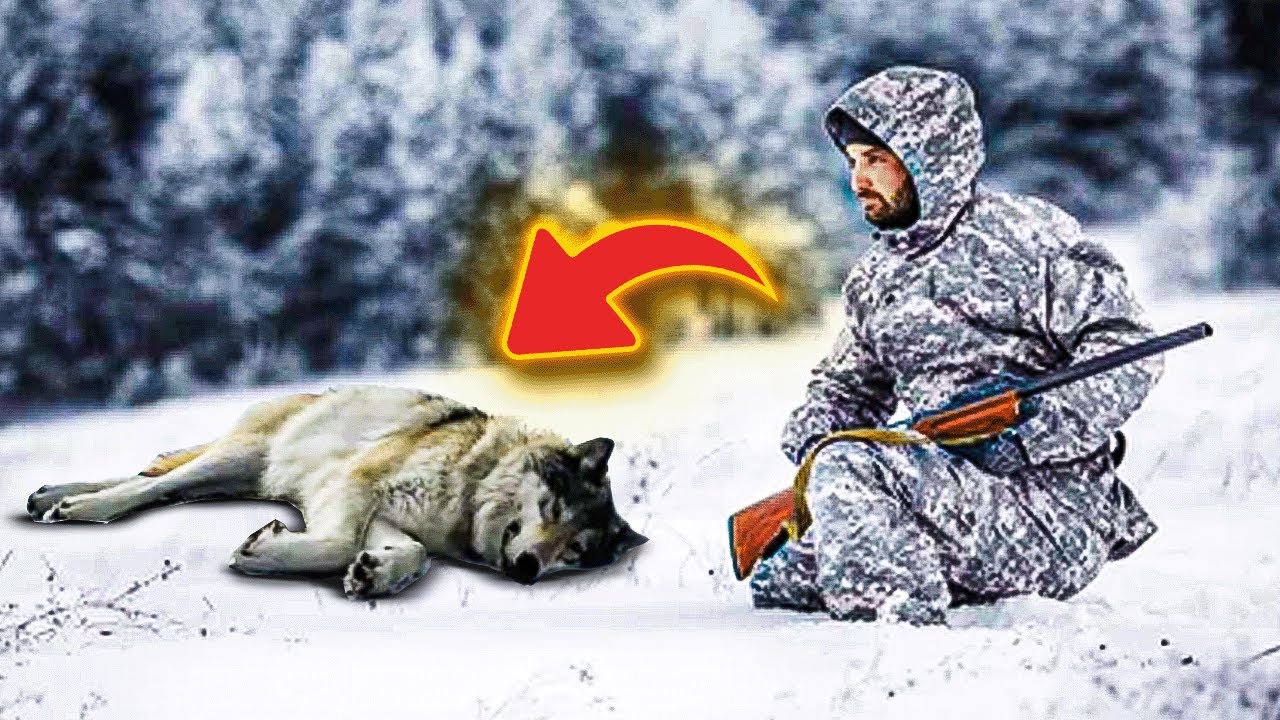 The hunter rescues a wolf from drowning, what happens after a year will ...