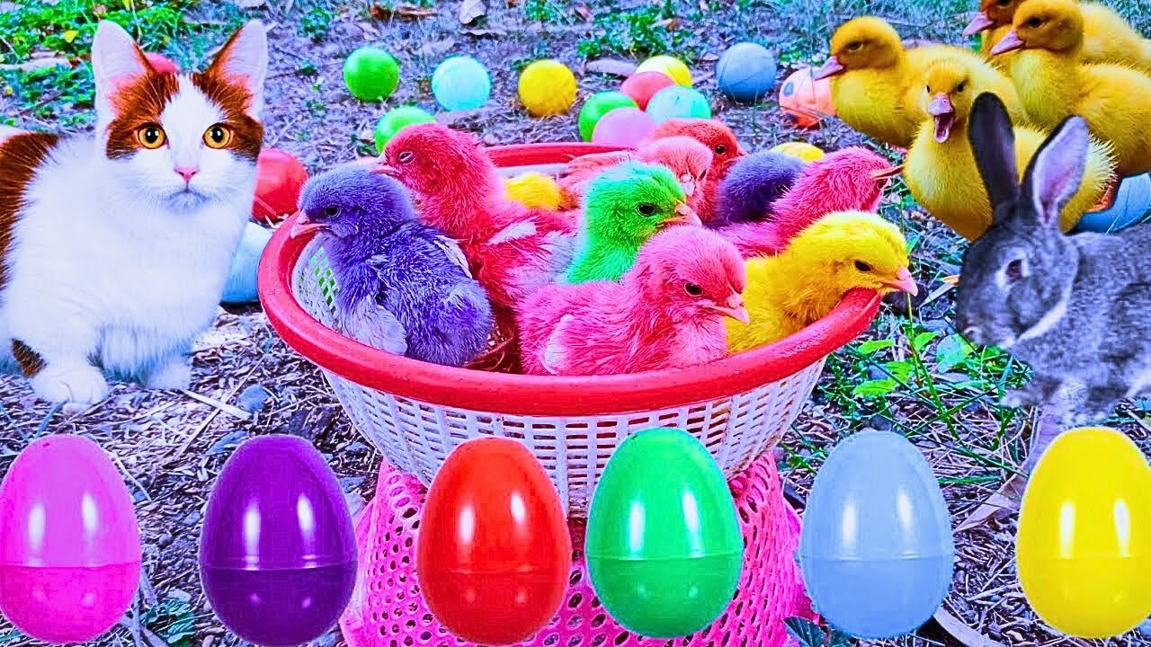 Catch Cute Chickens, Colorful Chickens, Rainbow Chicken, Rabbits, Cute ...