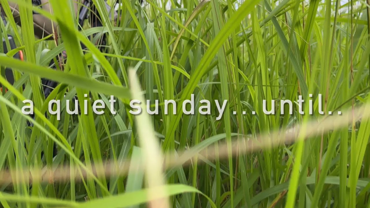 quiet sunday - YouTube