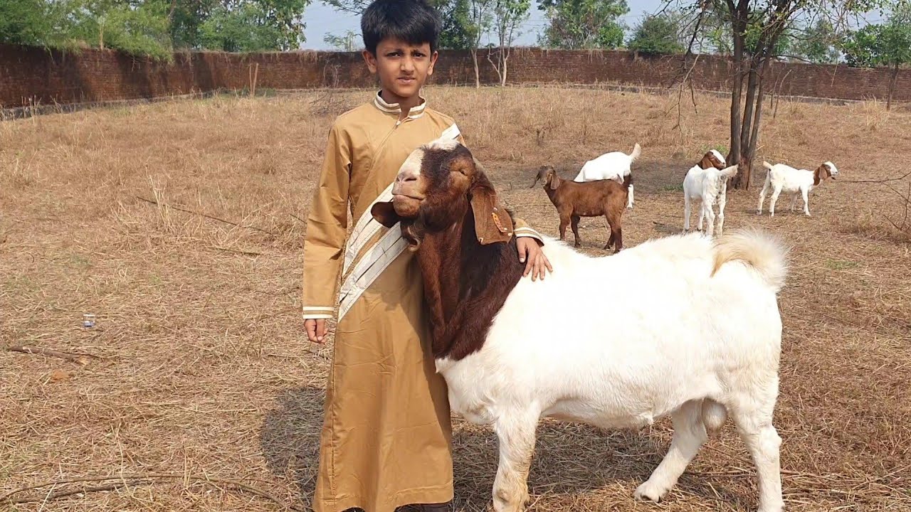 Boer Breeding Setup And Great Results At Royal Goat Farm Organic And ...