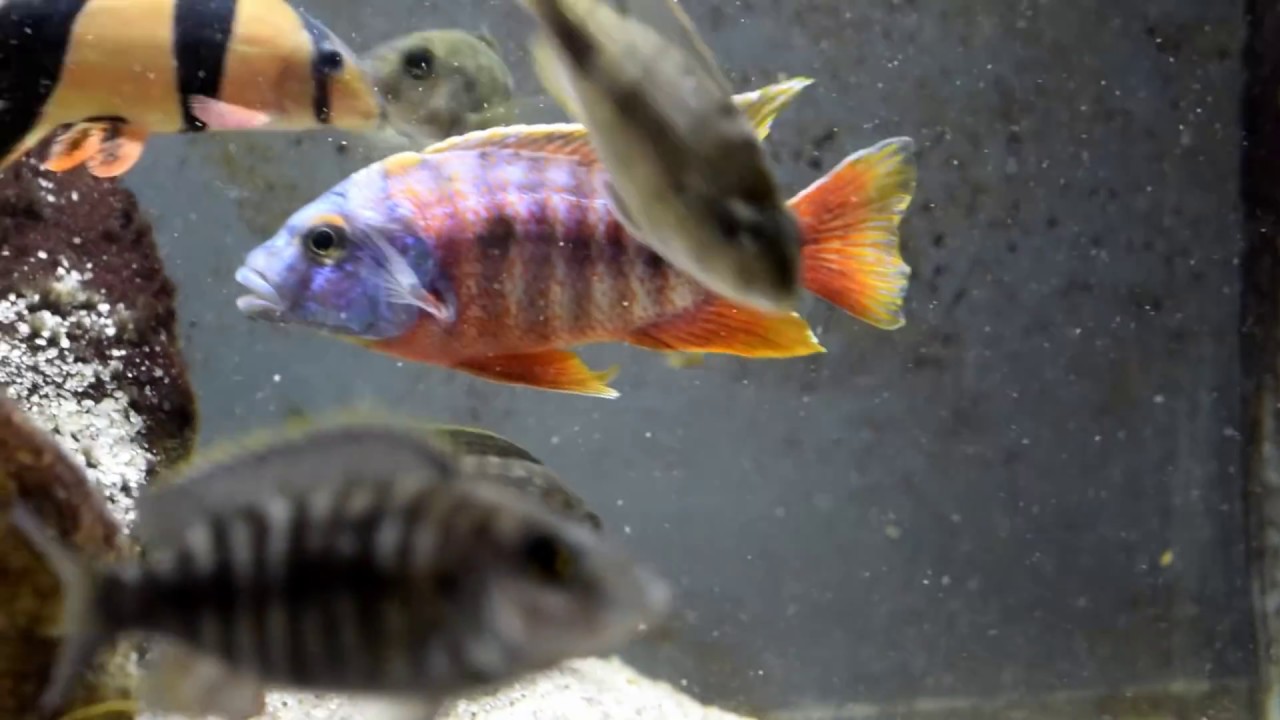 Icebreaker Peacock Cichlid - Fish Don't Live Forever! - YouTube