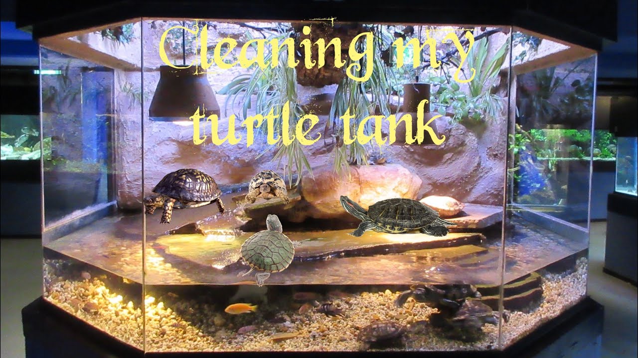 Cleaning my turtle tank - YouTube