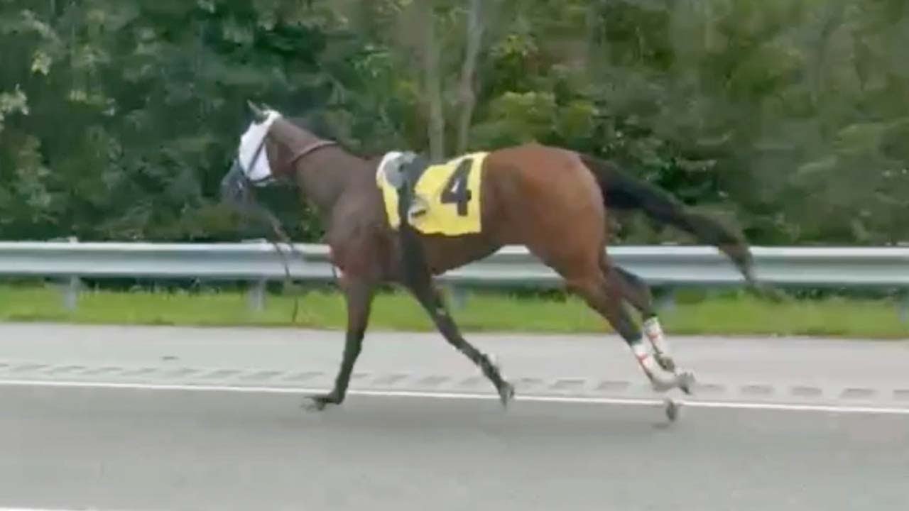 Race Horse Running