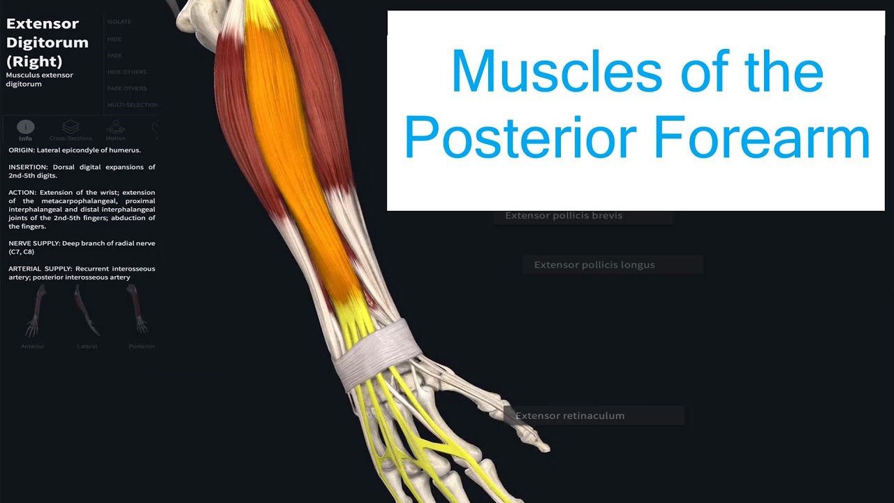 Muscles of the Upper Limb - Muscles of the Posterior Forearm - YouTube