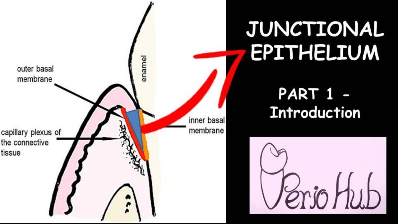 JUNCTIONAL EPITHELIUM - THE INTRODUCTION - YouTube