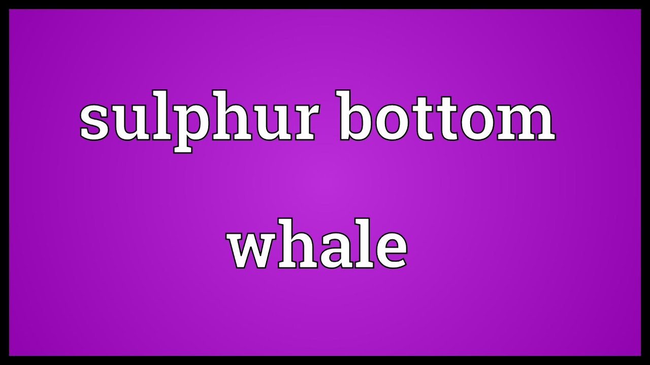 Sulphur bottom whale Meaning - YouTube