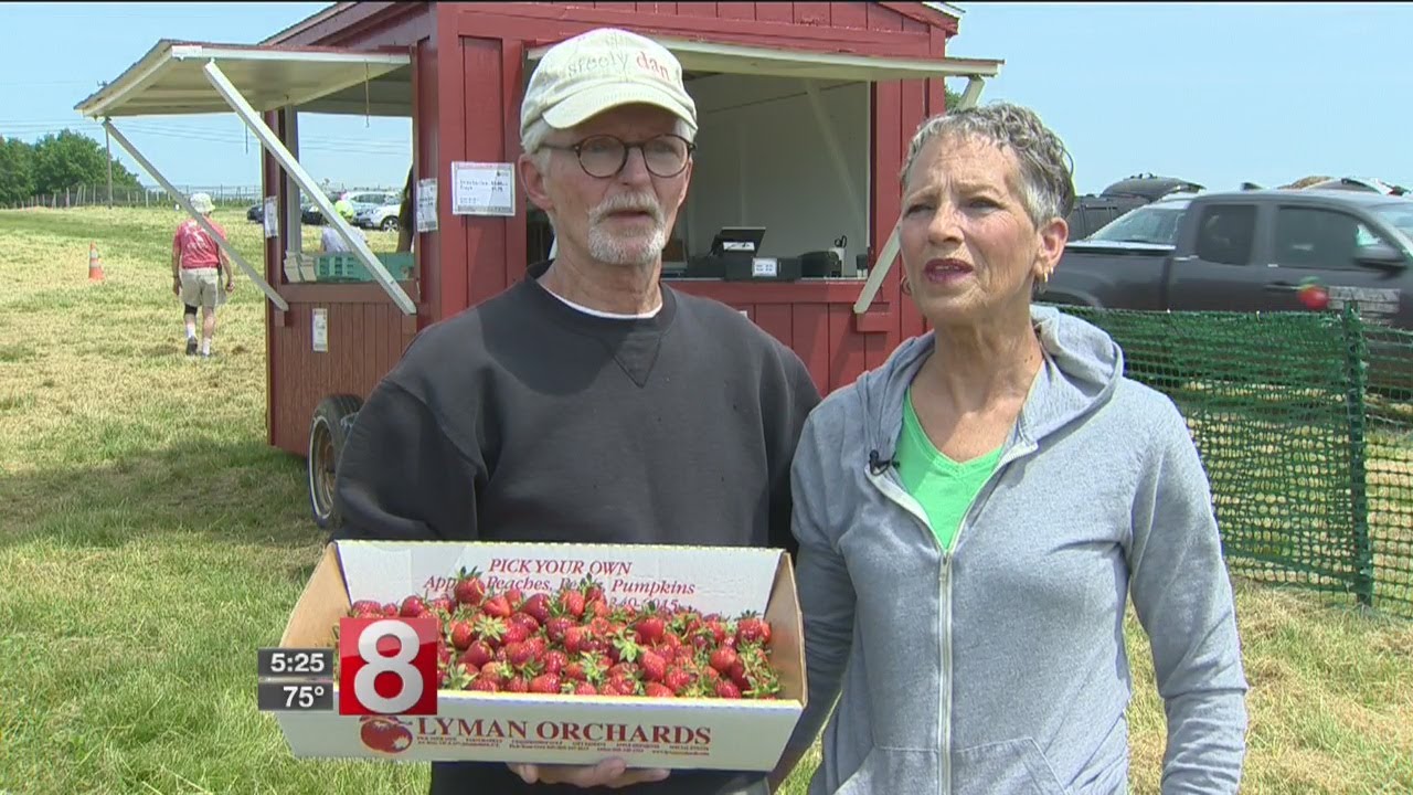 Strawberry picking begins at Lyman Orchards - YouTube