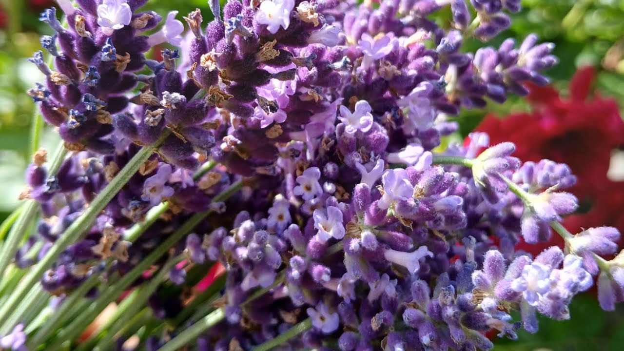 It's lavender time. Enjoy what you grow and spread the love! - YouTube