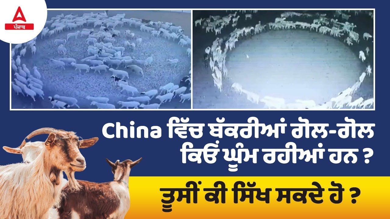 Why Are Goats Going Round And Round In China? | Sheep Walking In Circle ...
