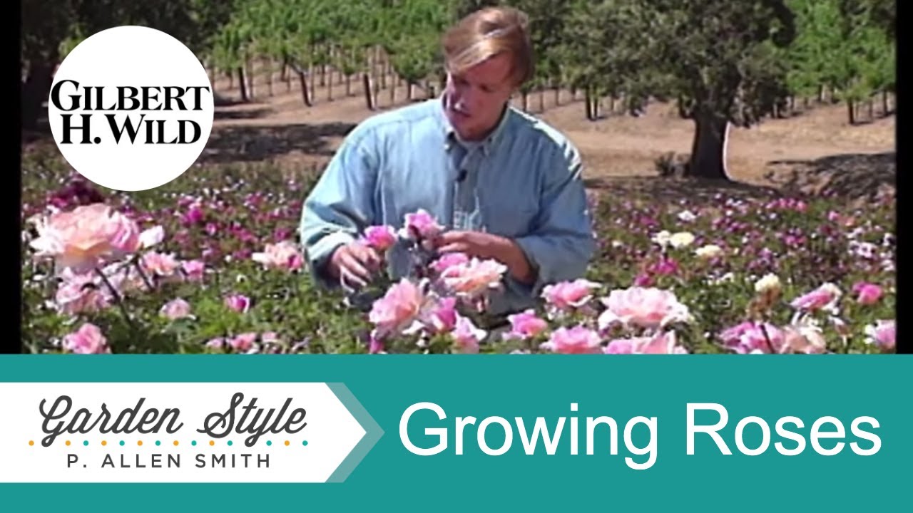 Successfully Growing Modern Hybrid Roses | Garden Style (110) - YouTube