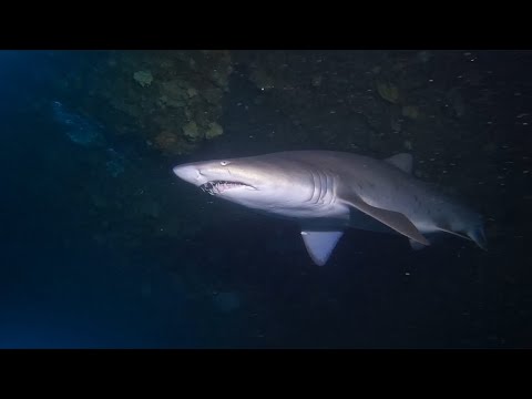 Rottnest Island Opera House Sharks and Cape Francis - YouTube