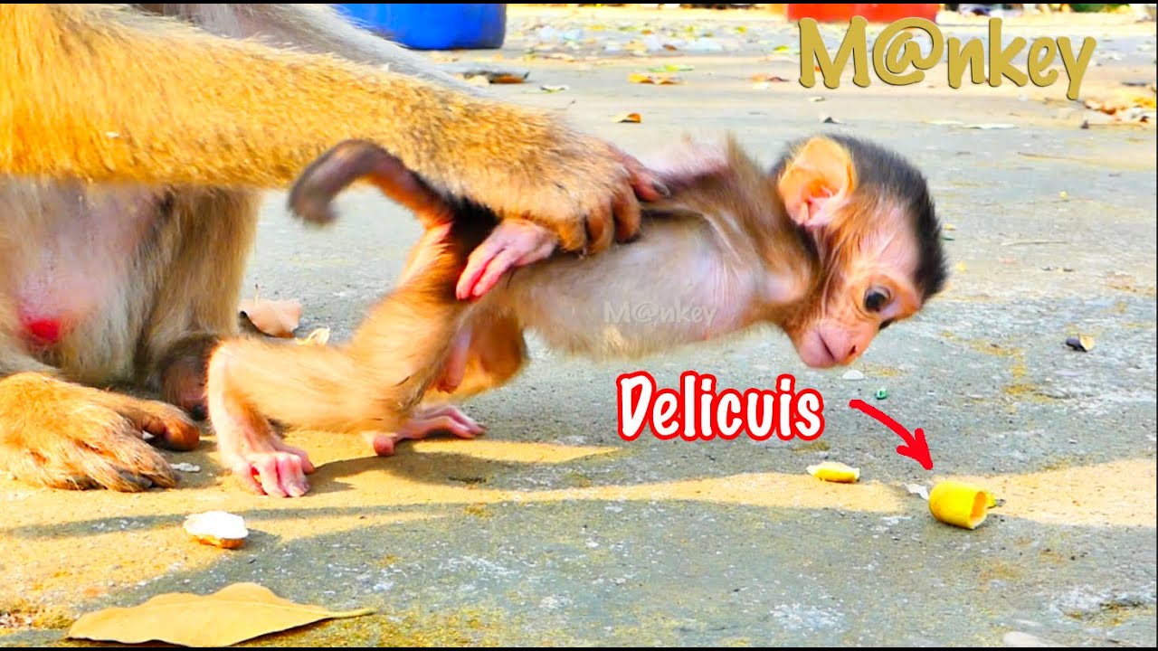 Sacka trying hard to get away from catching his mother. - YouTube