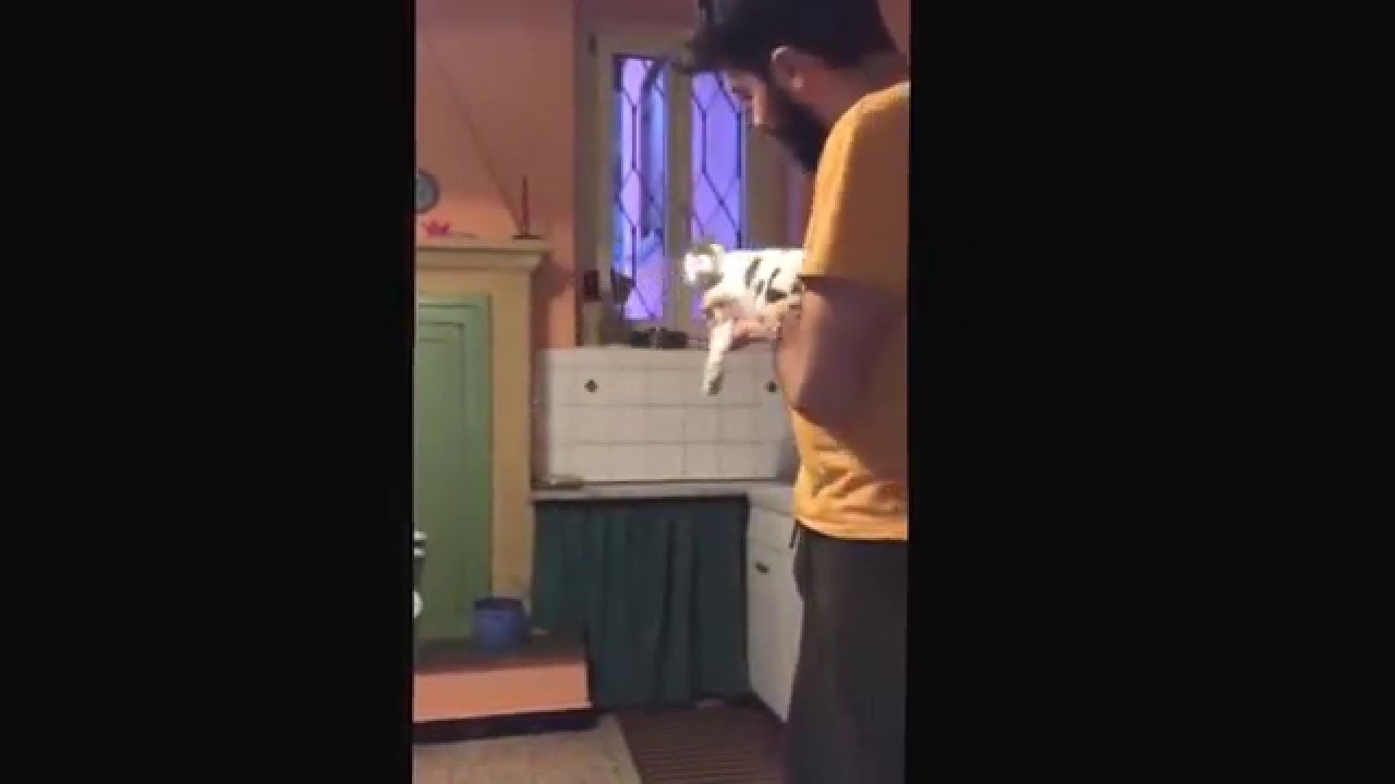 CAT MACHINE GUN - YouTube