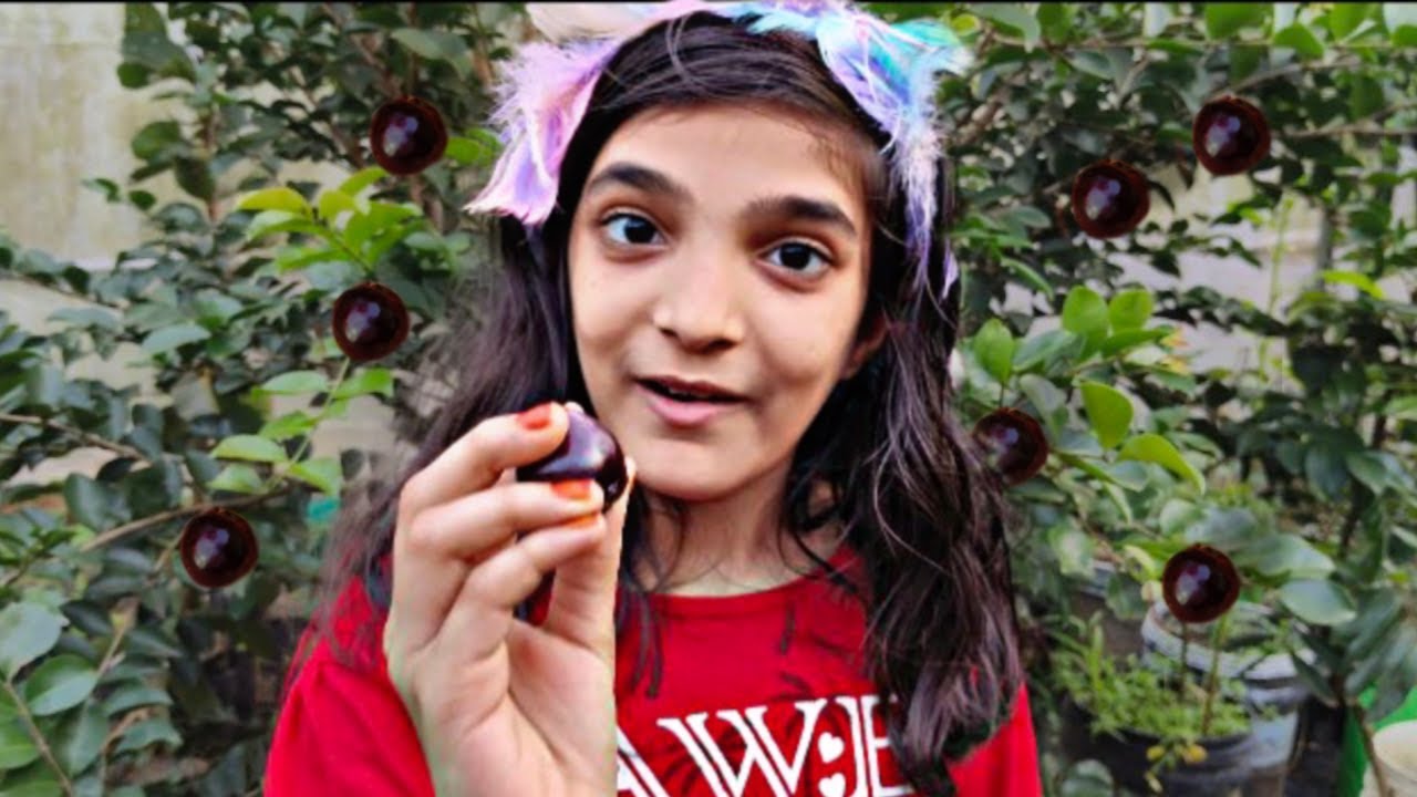 Rain Forest Guava || Purple Forest Guava - YouTube