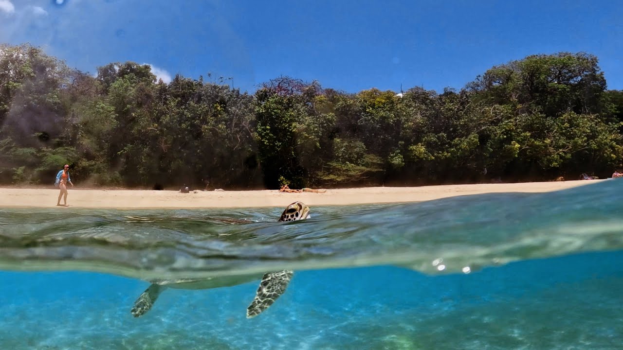 Turtles Everywhere 🐢Tourist finds Secret Turtle Beach - YouTube