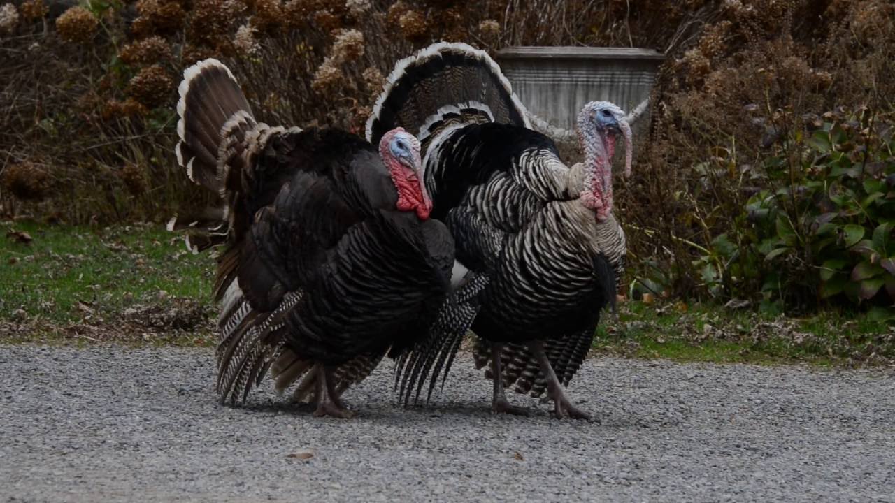 Turkeys - YouTube