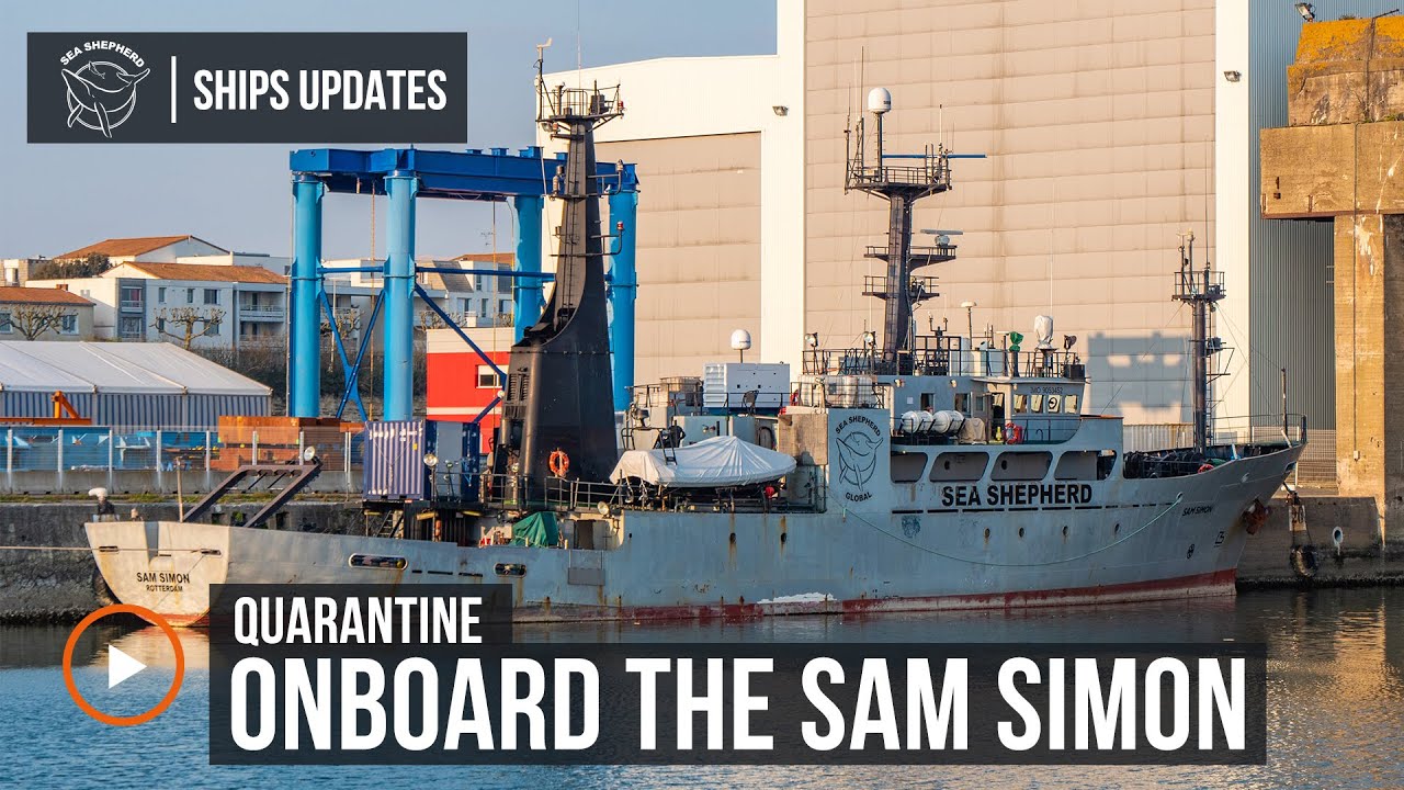 Self-Quarantine Onboard Sea Shepherd's Sam Simon - YouTube