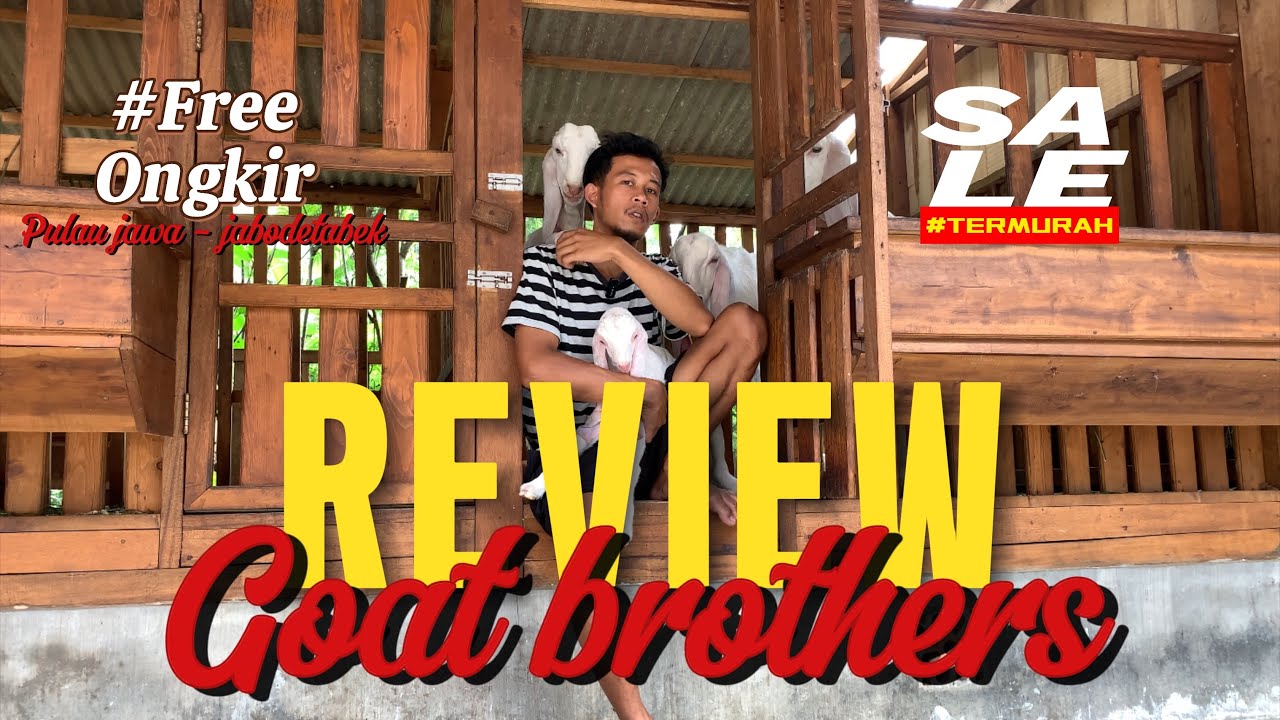 REVIEW ️kambing senduro bahan breeding dikandang goat brothers senduro ...