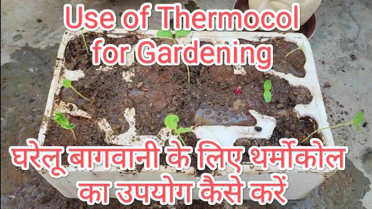 Use of Thermocol for Gardening घरेलू बागवानी के लिए थर्मोकोल का उपयोग ...