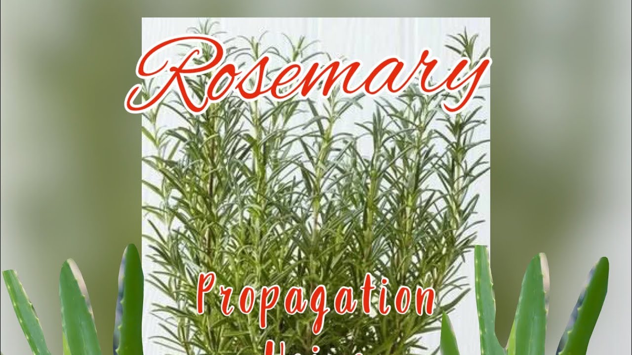 How to grow Rosemary faster/ paano magtanim ng rosemary - YouTube