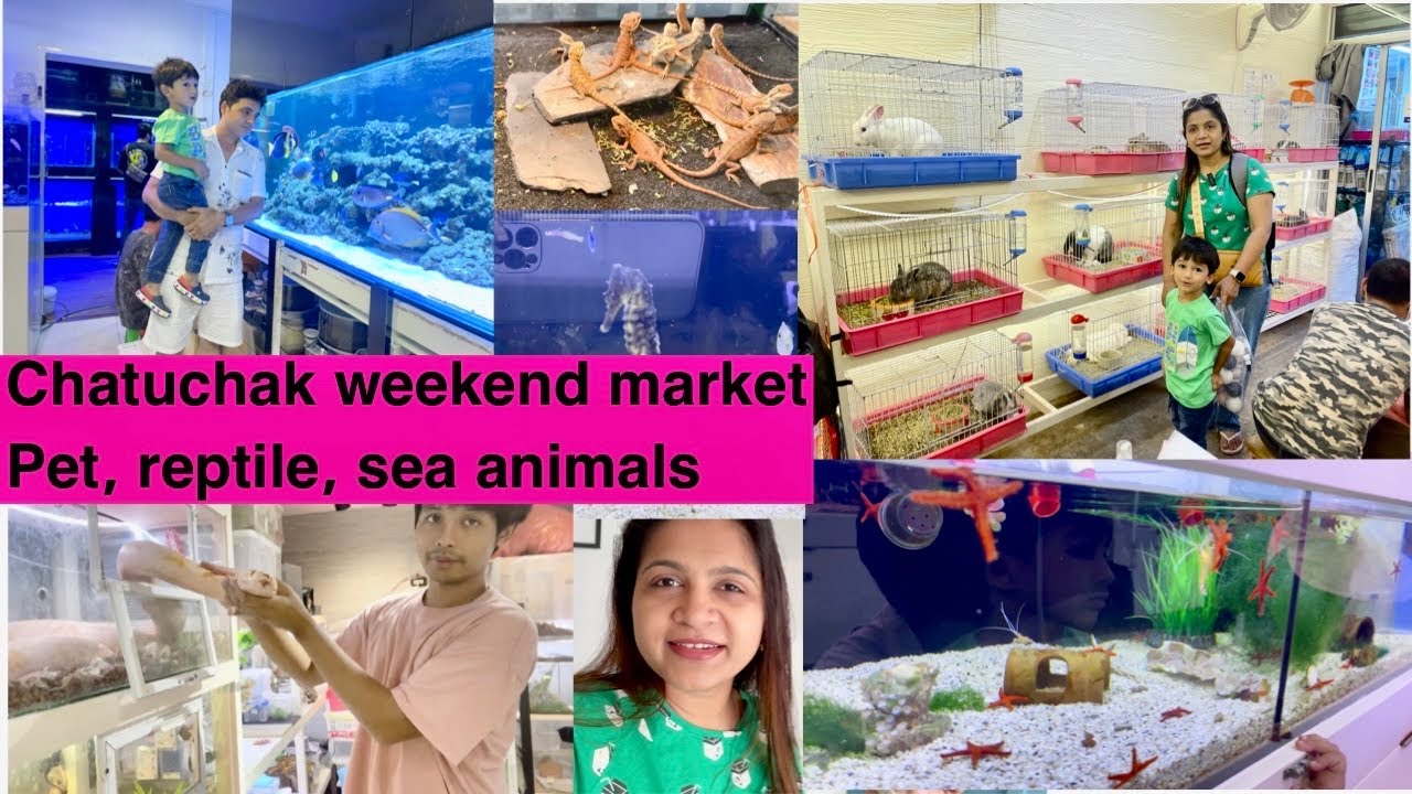 chatuchak weekend market part-2 pet zone,reptiles, sea animals T-6 ...