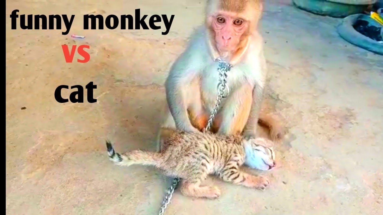 funny monkey vs cat - YouTube