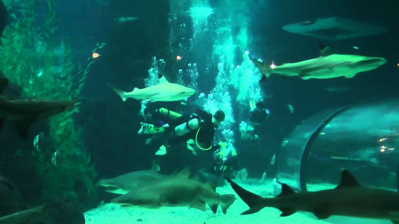 Shark Diving at Changfeng Aquarium in Shanghai - YouTube