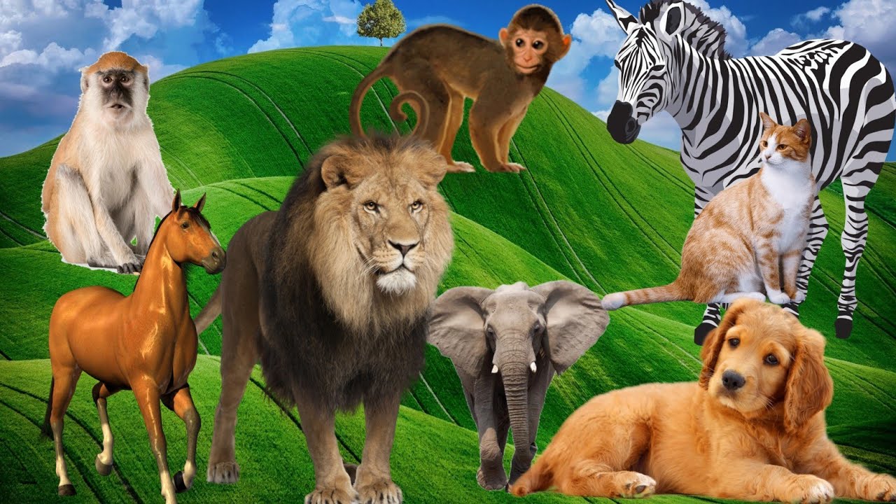 Adorable animals playing in the cute little farm: pandas, squirrels ...