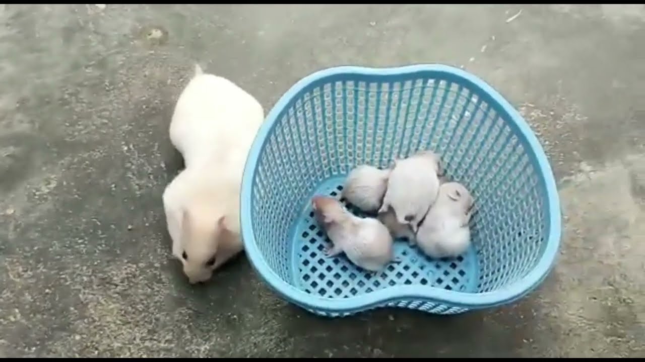 Hamster 14 Days old babies || Hamster with his 5 cute Babies || Cute ...