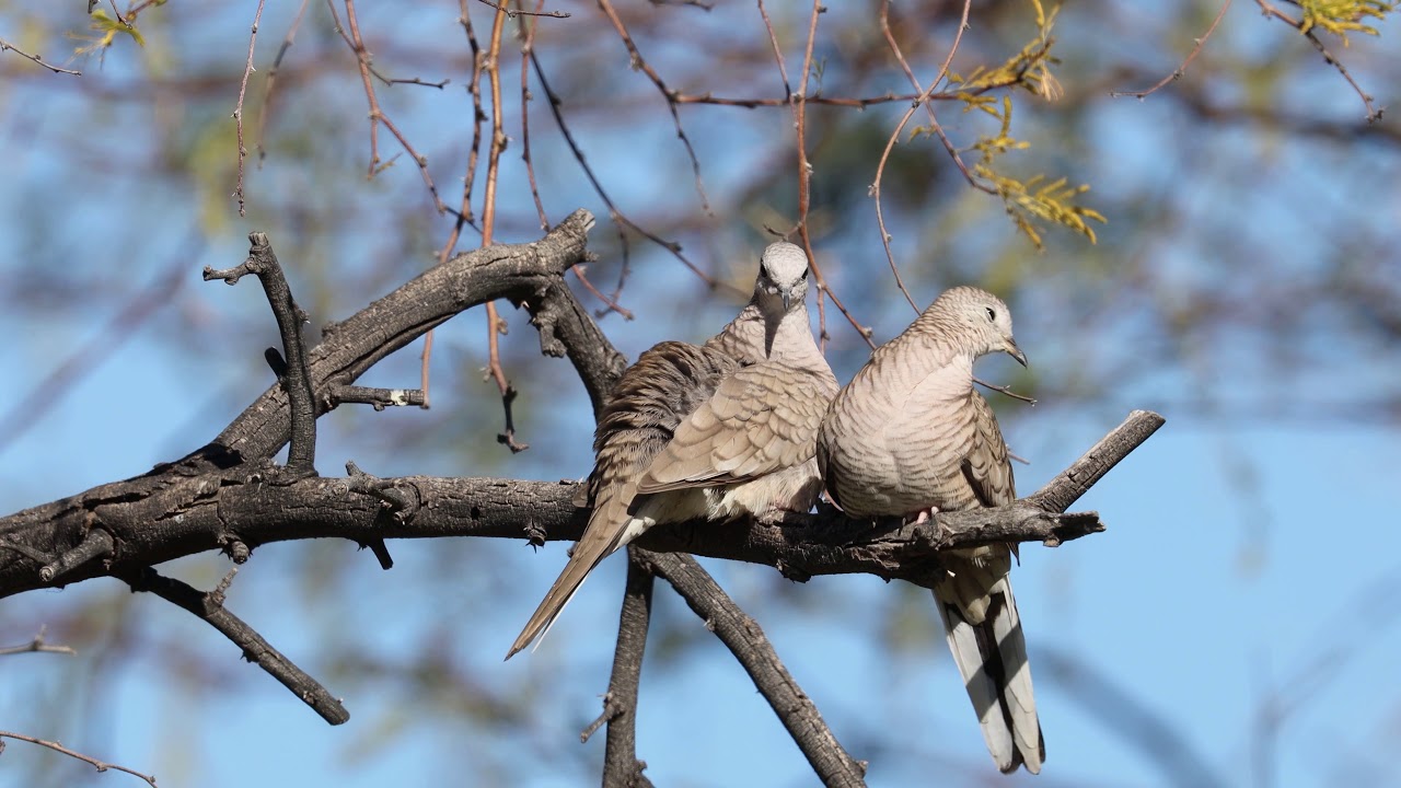 Inca dove - Arizona - YouTube