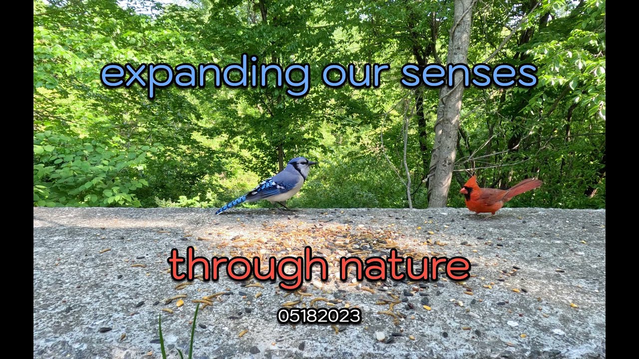 Birds of Nature - expanding our senses through nature - 05182023 - YouTube