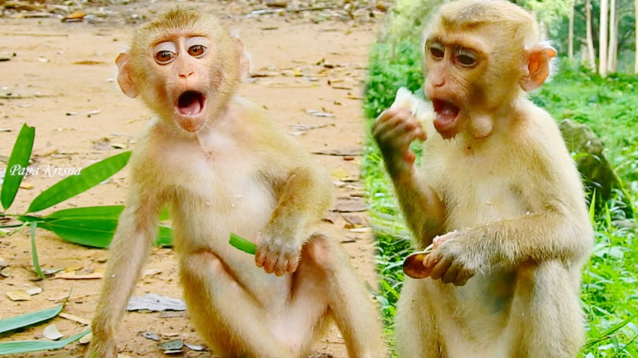 Wow ! Orphan Monkey Sina eating fruits is so cute. She good healthy ...