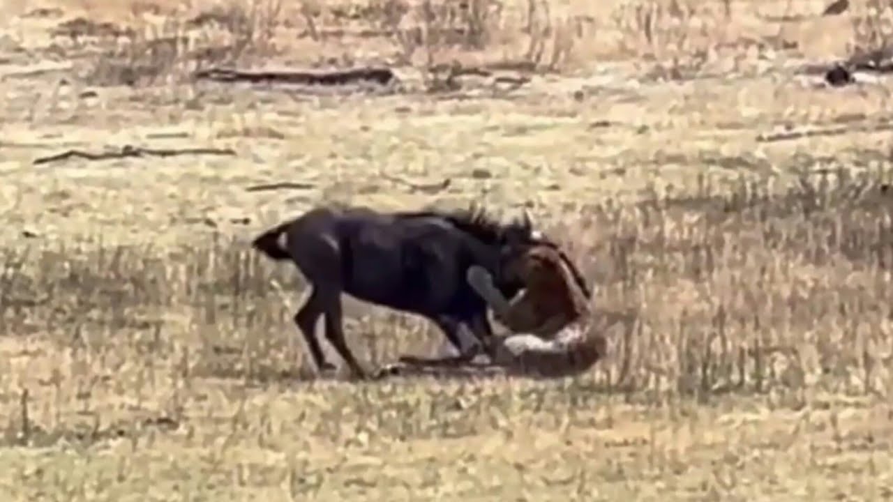 Leapord Attack On Buffalo || Amazing seen Of Leapord Attack On Buffalo ...
