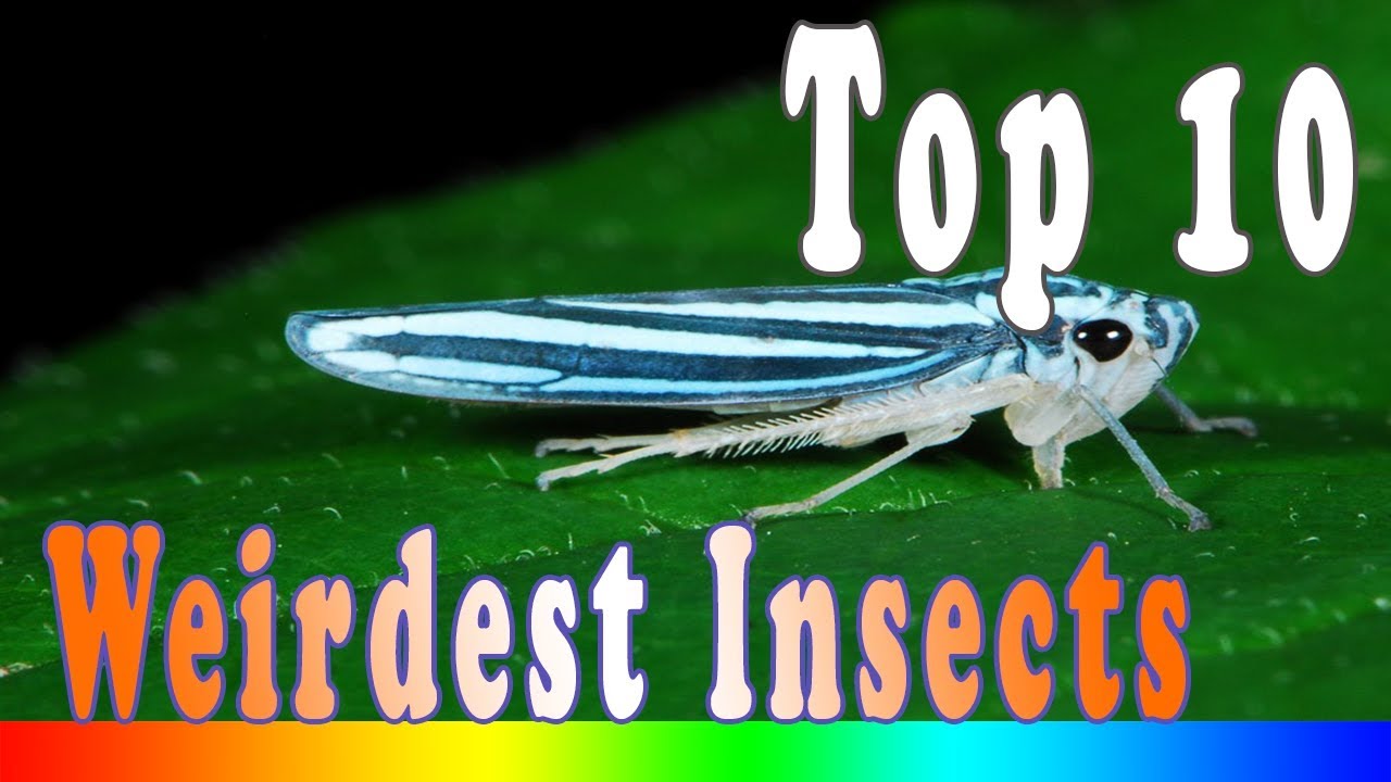 Top 10 Weirdest Insects In The World - YouTube